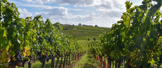 Sélection de nos Vignobles partenaires | AFA